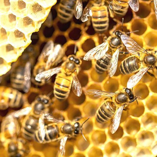 Beekeeping Blog - Carolina Honeybees