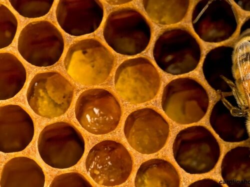 Bee Bread-What Is it and How Bees Make It?- Carolina Honeybees