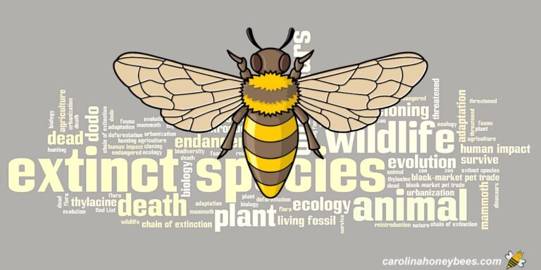 Are Honey Bees Endangered?- Carolina Honeybees