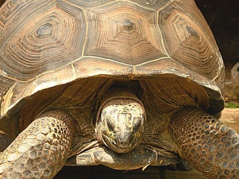 Are Honey Bees Endangered?- Carolina Honeybees