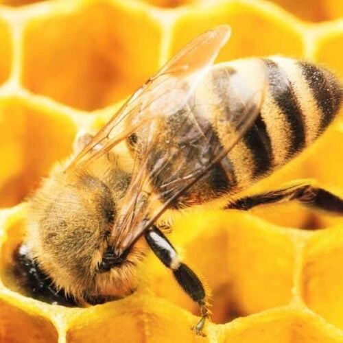The Role of Nurse Bees in the Hive - Carolina Honeybees