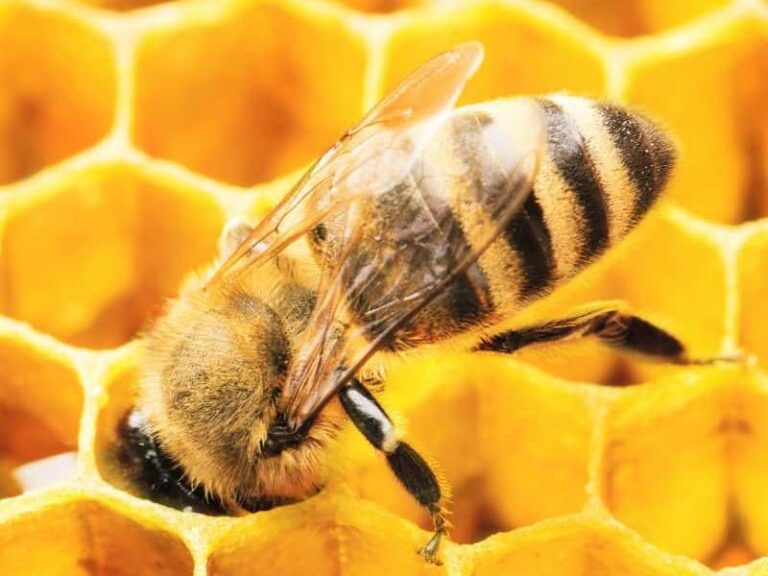 The Role of Nurse Bees in the Hive - Carolina Honeybees