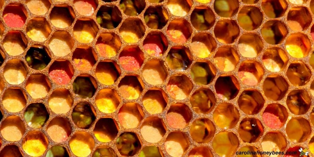 How Bees Make Bee Bread - An Essential Protein Source- Carolina Honeybees