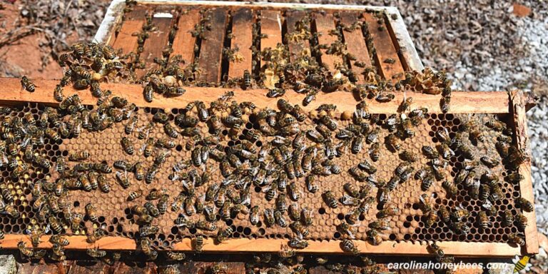 The Role of Nurse Bees in the Hive?- Carolina Honeybees