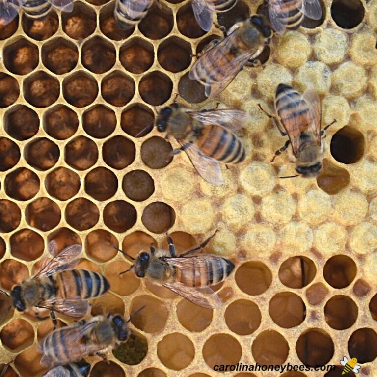 The Role of Nurse Bees in the Hive?- Carolina Honeybees