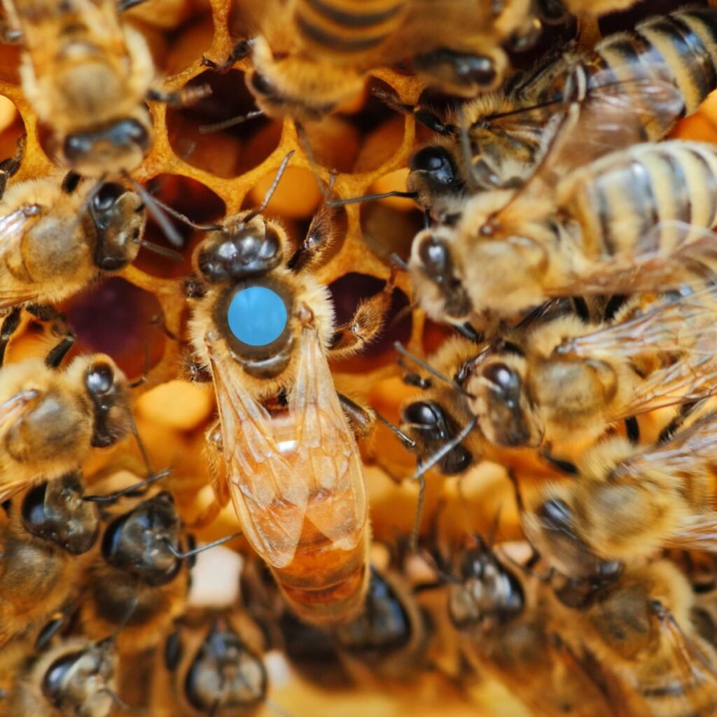 Beekeeping Blog - Carolina Honeybees