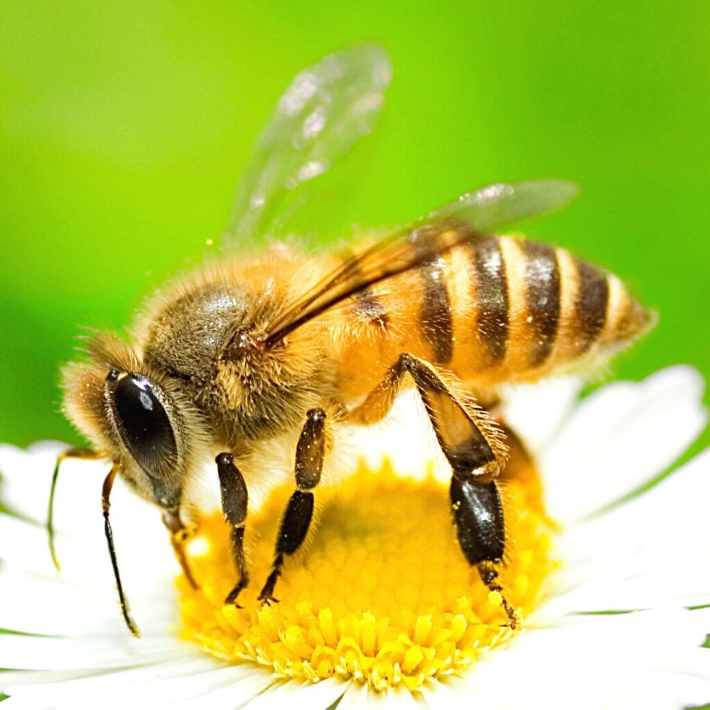 The Fascinating World of Bees - Carolina Honeybees