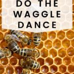 Honey Bee Dance :Why Bees Waggle? - Carolina Honeybees