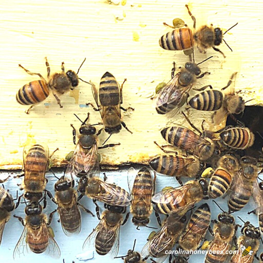 The Fascinating World of Bees - Carolina Honeybees