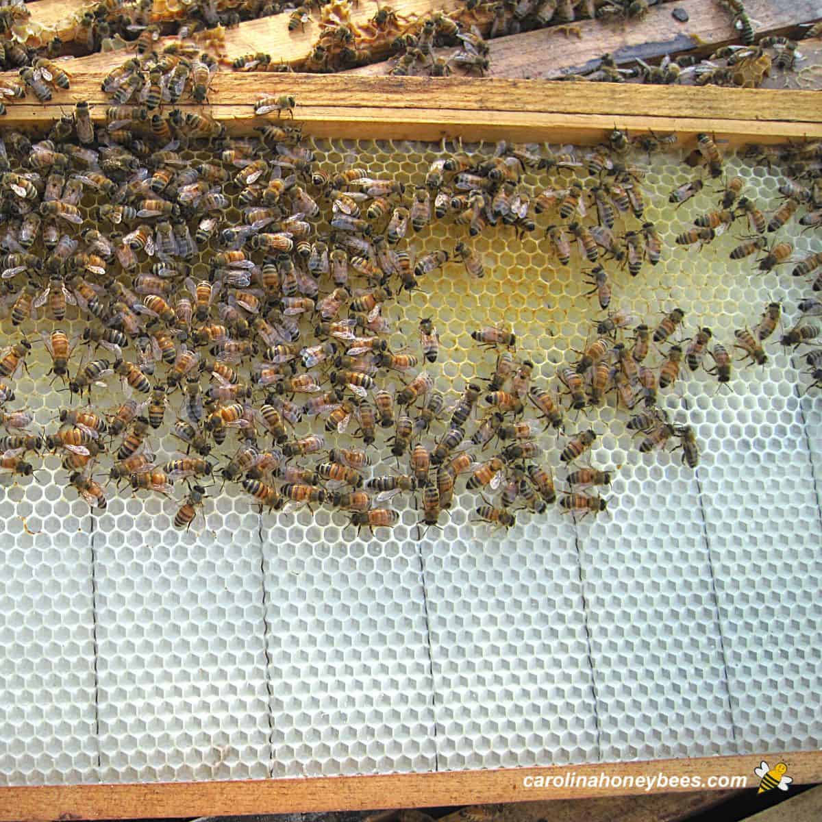 First Hive Inspection After Installation - Carolina Honeybees