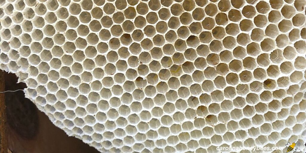 Effective Comb Rotation in Your Beehives- Carolina Honeybees