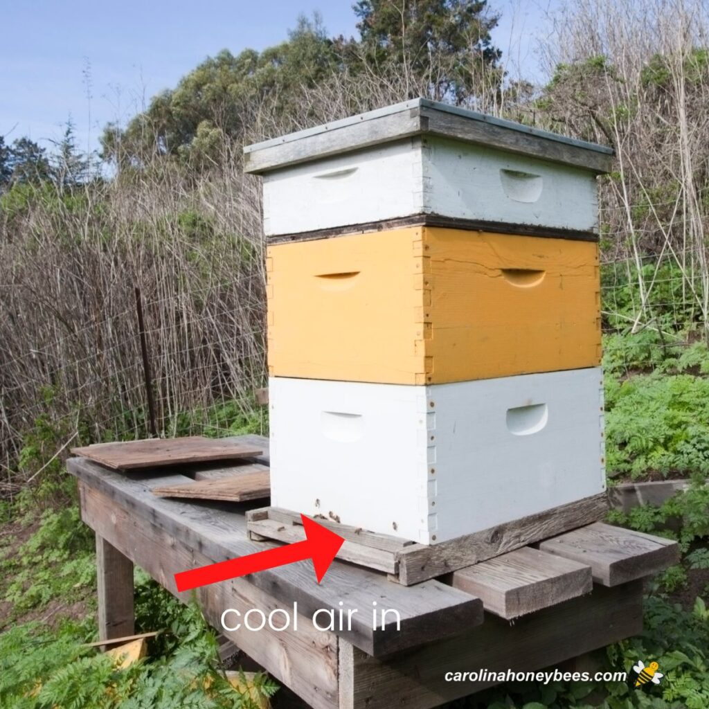 Beekeeping-the art of Keeping Honey Bees