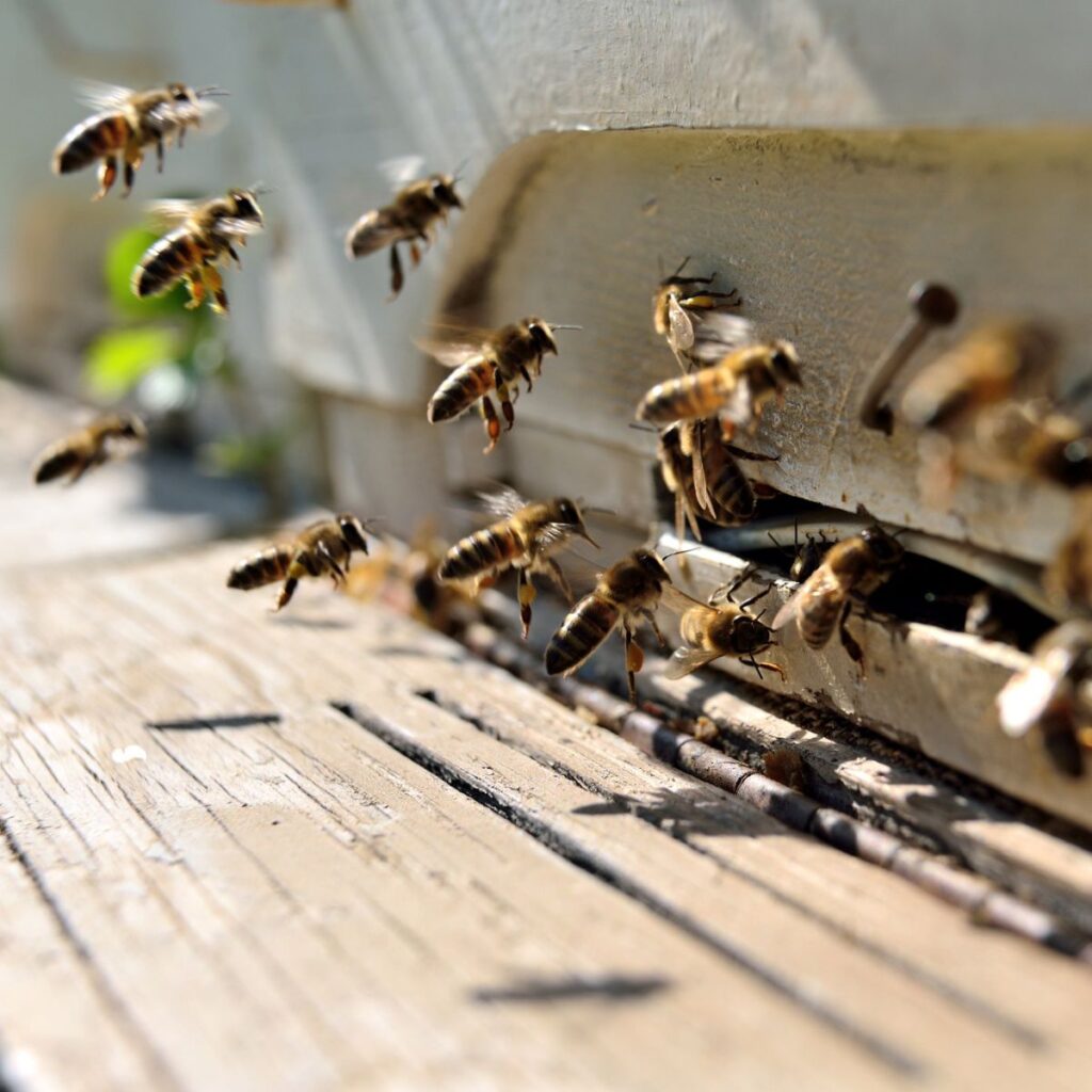 The Fascinating World of Bees - Carolina Honeybees