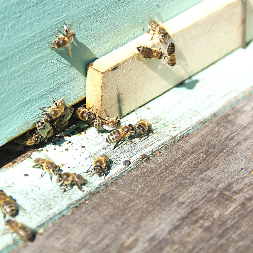 Beekeeping Challenges & Solutions - Carolina Honeybees