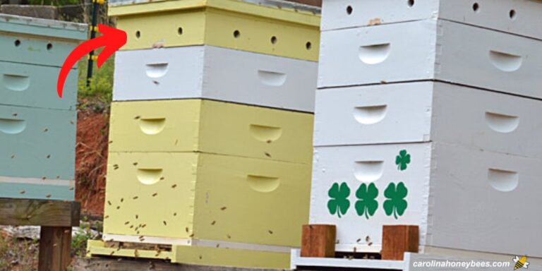 Beehive Ventilation: How to Vent Your Hive- Carolina Honeybees