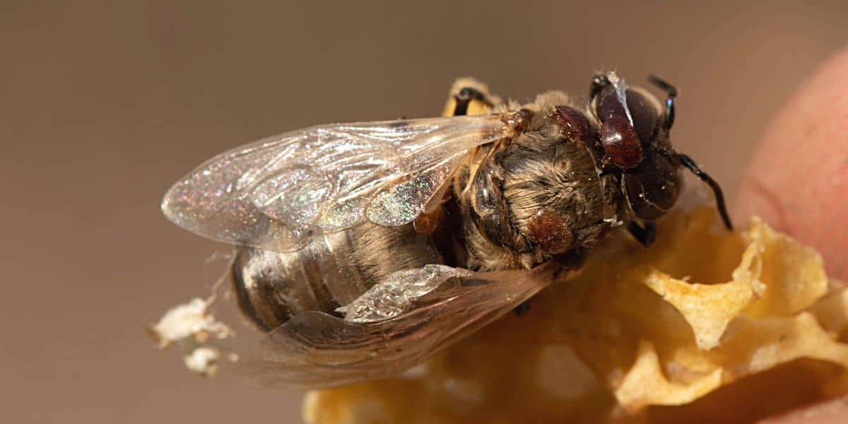 Honey Bee Enemies - Disease, Pests, Predators - Carolina Honeybees