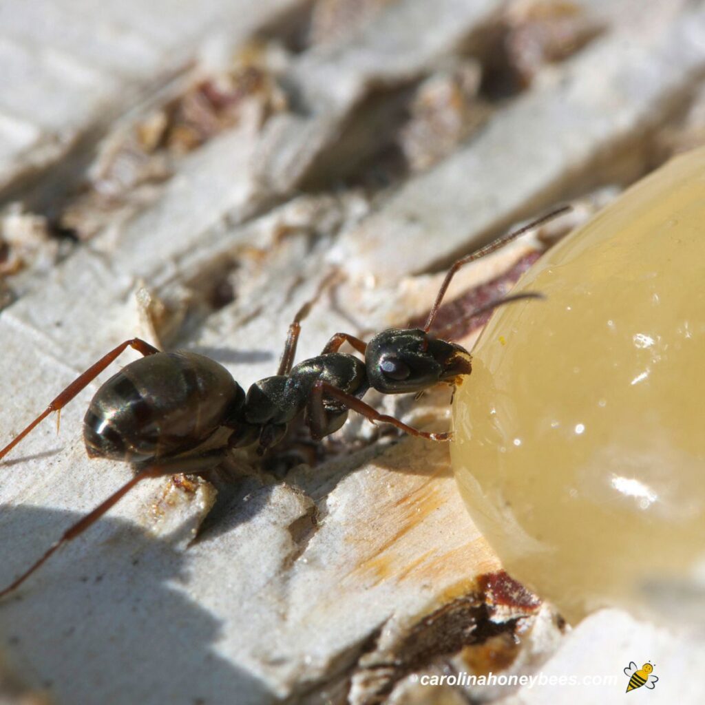 Battling Honey Bee Pests - Carolina Honeybees