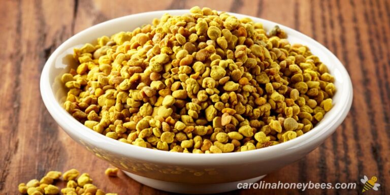 Collecting Bee Pollen: How to do it - Carolina Honeybees