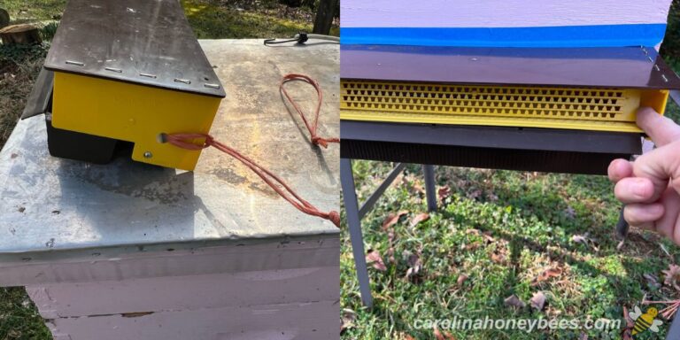 Collecting Bee Pollen: How to do it - Carolina Honeybees