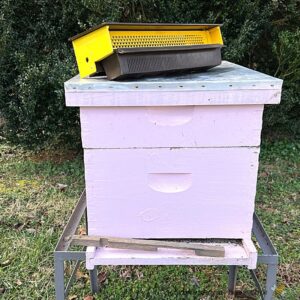 Collecting Bee Pollen: How to do it - Carolina Honeybees