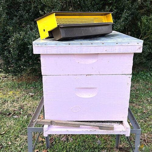Collecting Bee Pollen: How to do it - Carolina Honeybees