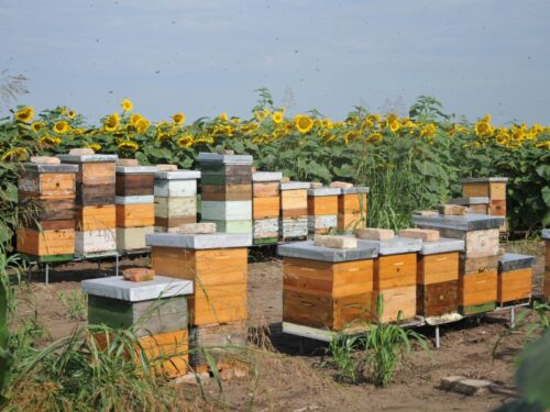 Langstroth Hive Dimensions: Beekeeper's Guide - Carolina Honeybees