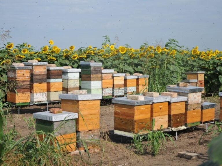 Langstroth Hive Dimensions: Beekeeper's Guide - Carolina Honeybees