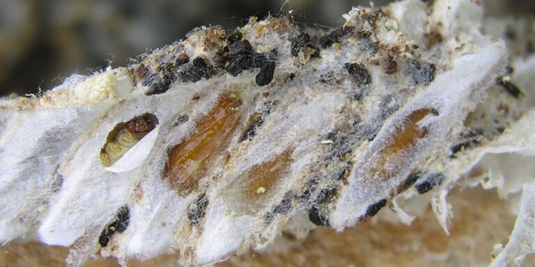 Understanding Common Honey Bee Pests- Carolina Honeybees