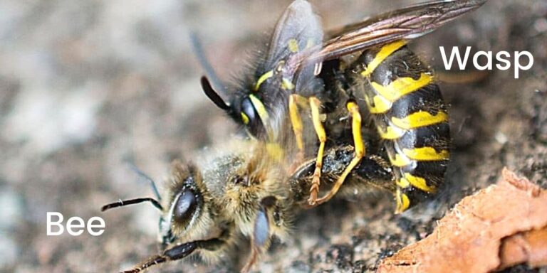 Honey Bee Enemies - Disease, Pests, Predators - Carolina Honeybees