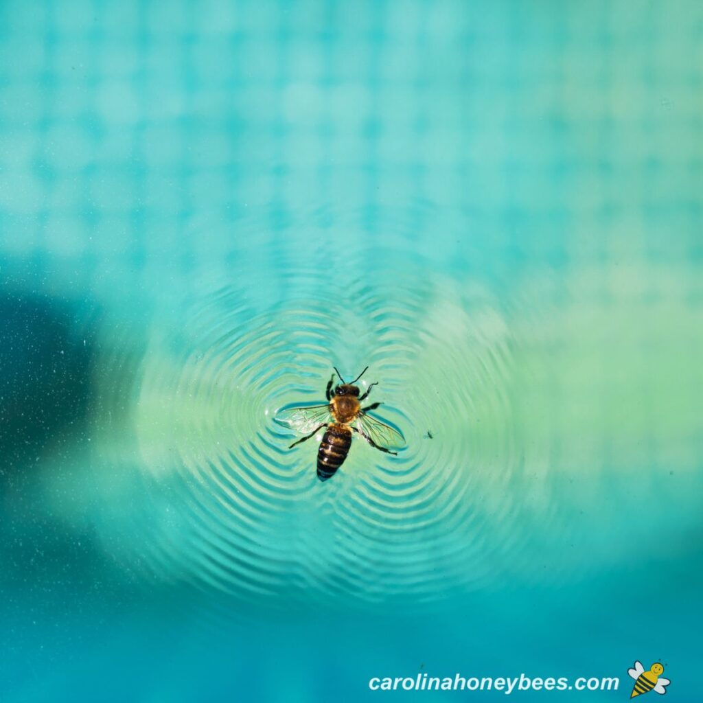 Learn About Beekeeping - Carolina Honeybees