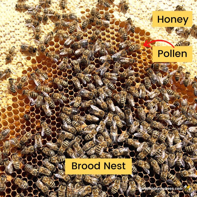 Beehive Brood Box: What are They?- Carolina Honeybees