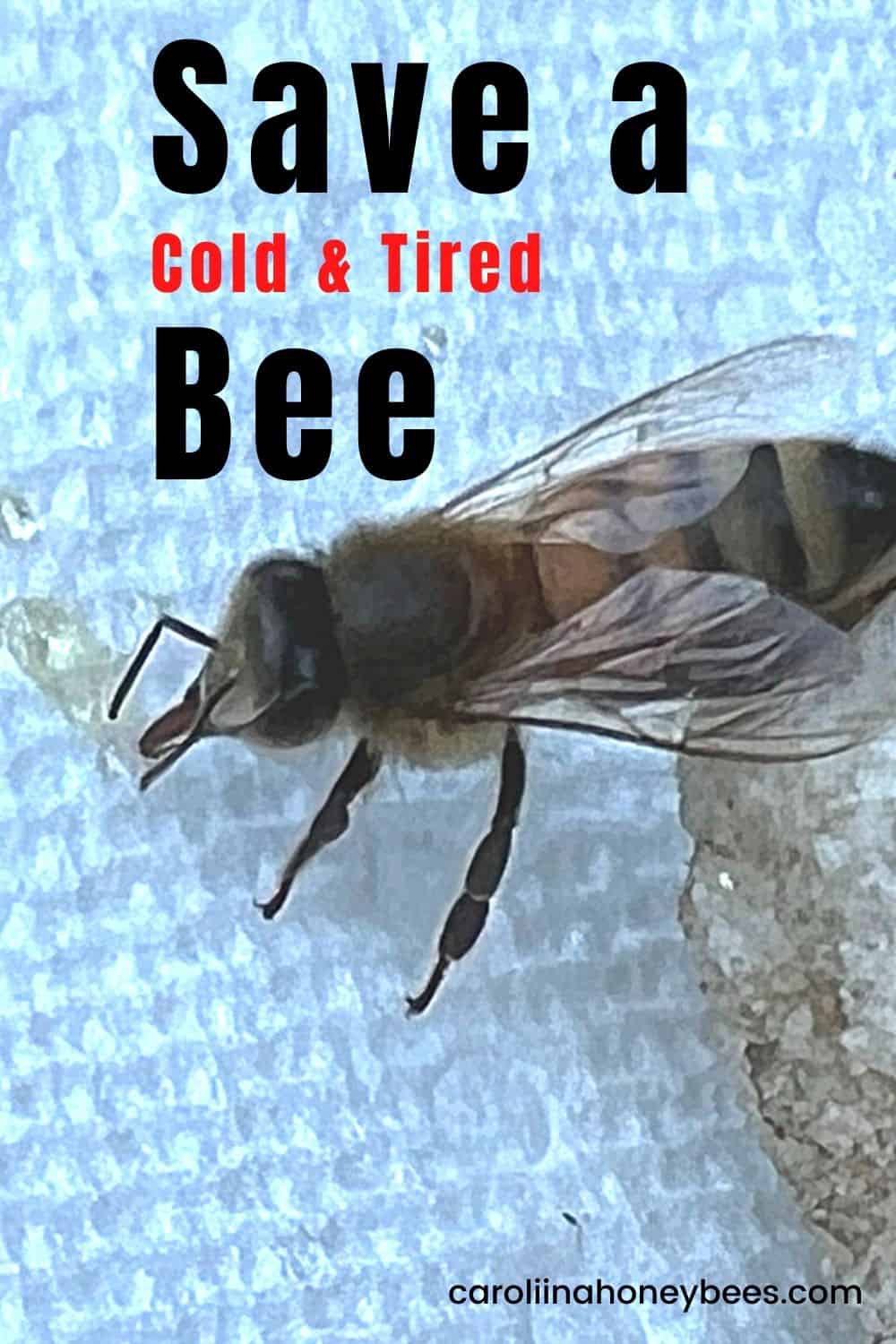 How to Save a Tired Bee - Carolina Honeybees