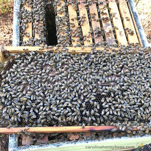 Beehive Brood Box: What are They?- Carolina Honeybees