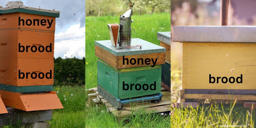 Beehive Brood Box: What are They?- Carolina Honeybees