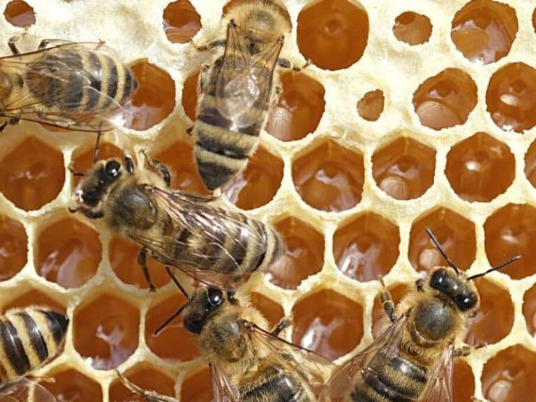 Why Honey Is Not Bee Vomit - What You Should Know- Carolina Honeybees