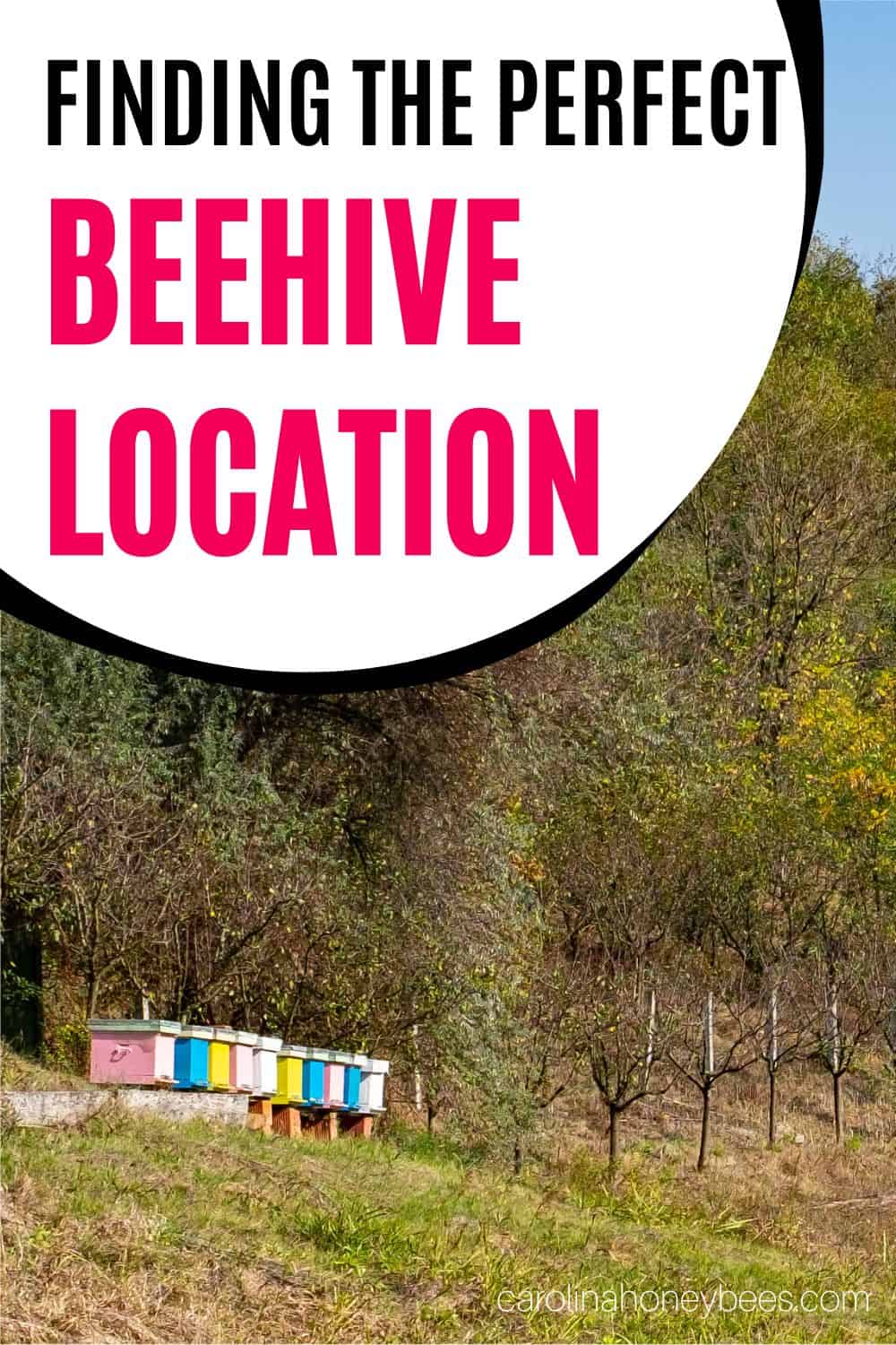 Beehive Placement: Where to put a Beehive - Carolina Honeybees