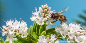 Protecting Honey Bee Habitats - Carolina Honeybees