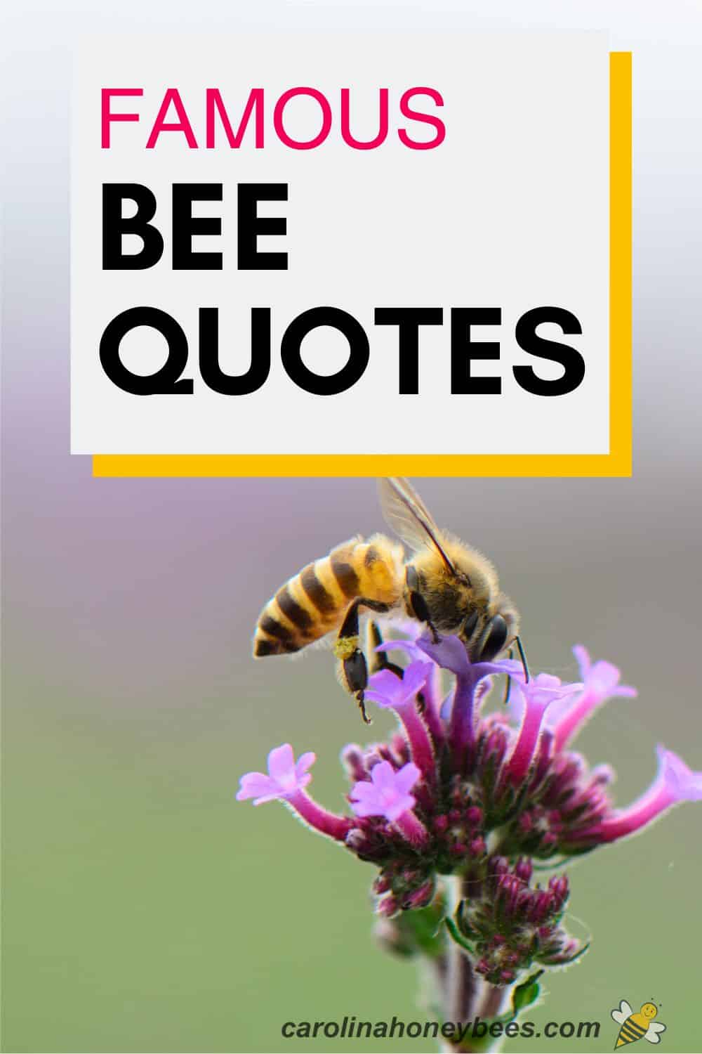 Bee Quotes and Popular Sayings - Carolina Honeybees