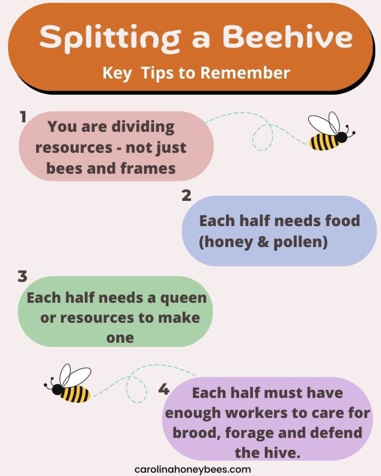 How to Split a Beehive: A Step-by-Step- Carolina Honeybees