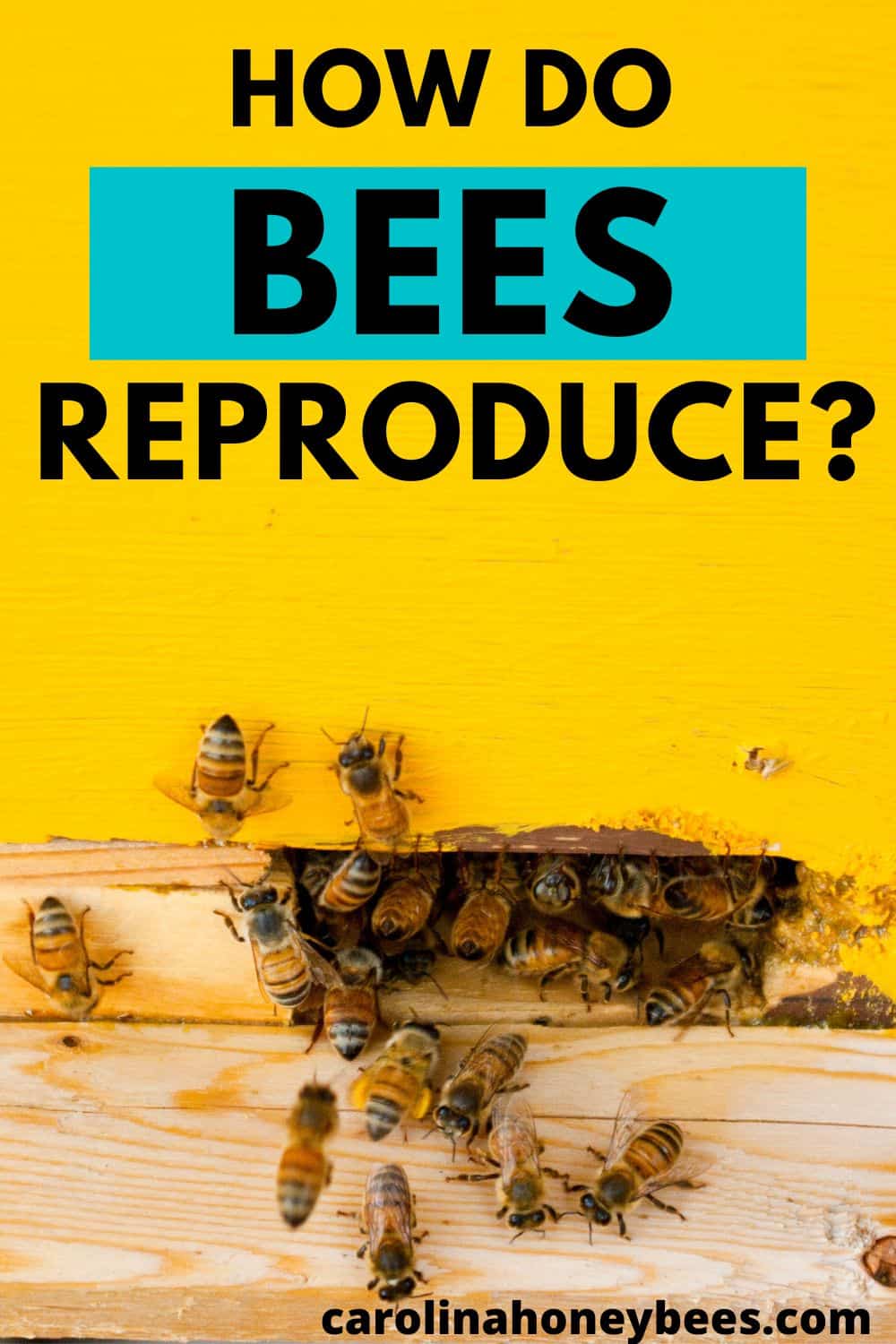 How do Bees Reproduce? - Carolina Honeybees