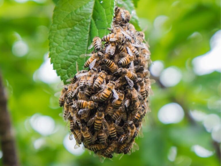 Festooning Bees: What is it?- Carolina Honeybees