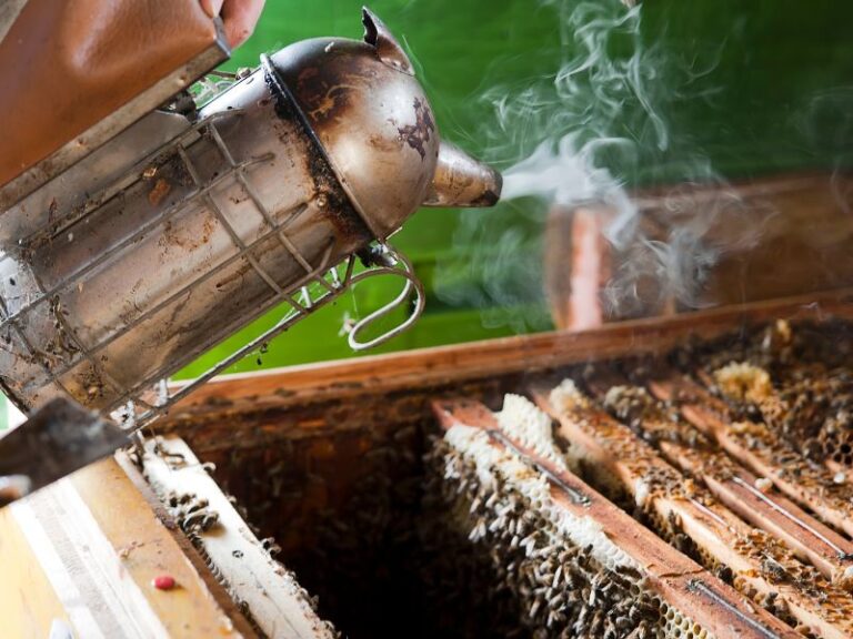 What Does Smoke do to Bees? - Carolina Honeybees