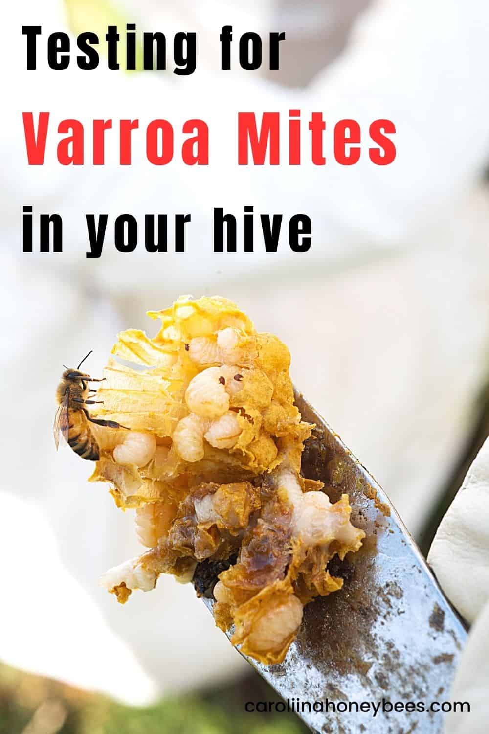 How to Test for Varroa Mites - Carolina Honeybees