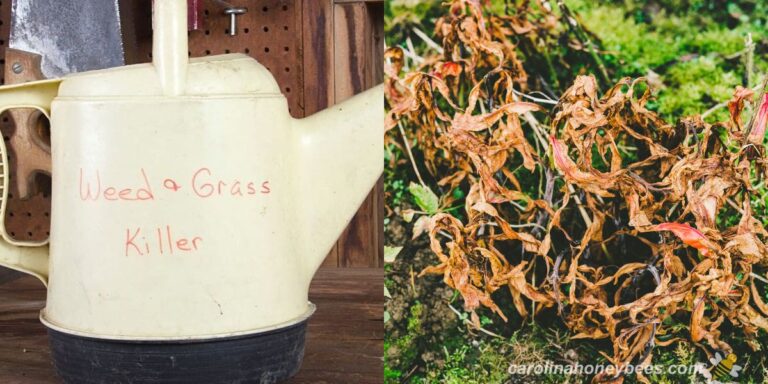 Effective Bee Safe Weed Killers- Carolina Honeybees