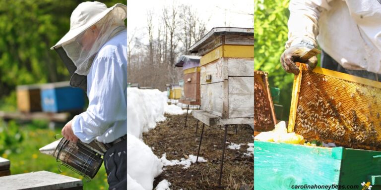 Famous Beekeepers: Yesterday & Today- Carolina Honeybees