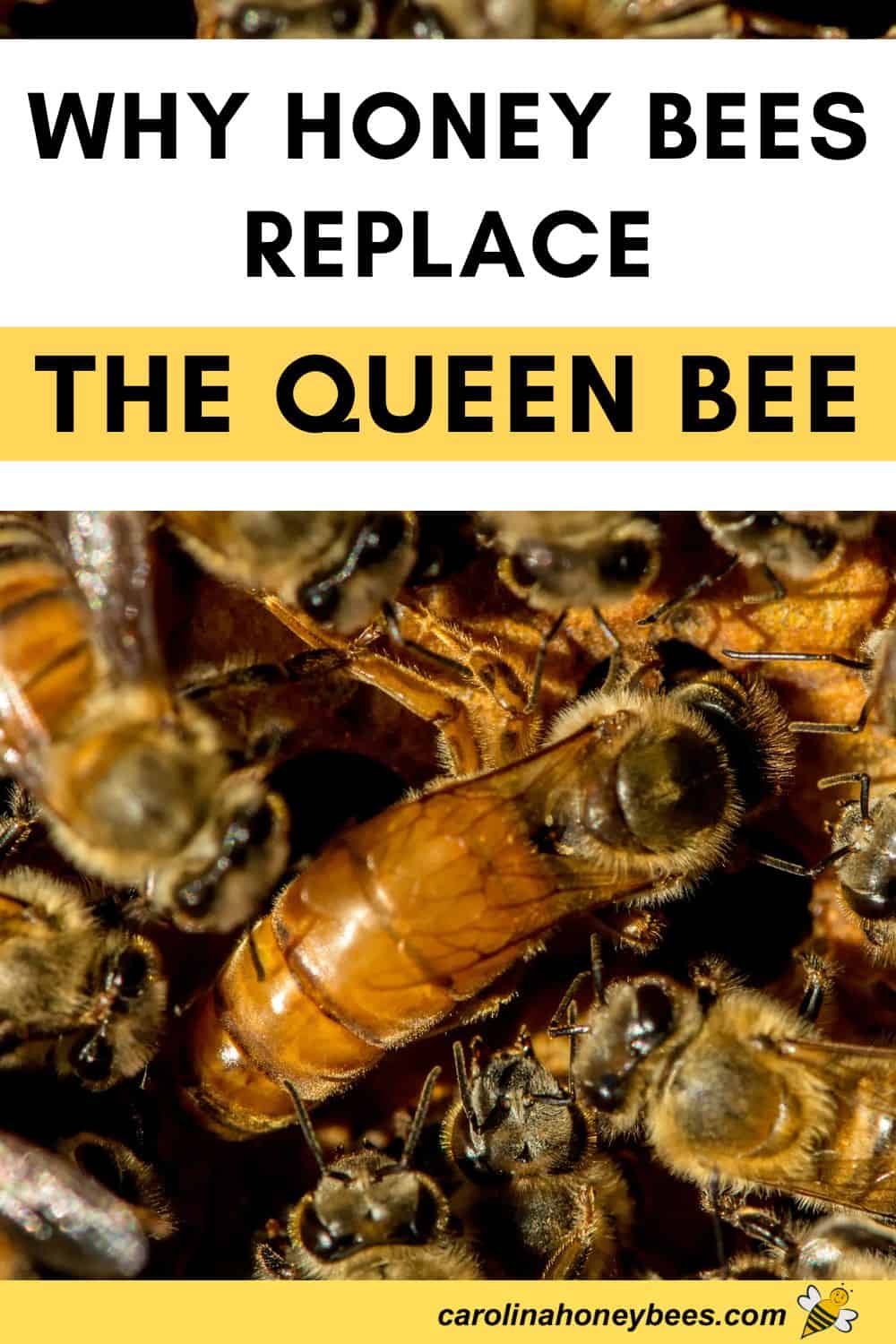 Why do Bees Kill their Queen? - Carolina Honeybees