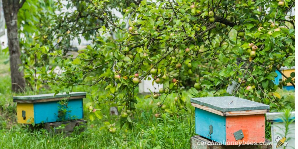 Buying a Nuc of Bees: Pros & Cons- Carolina Honeybees