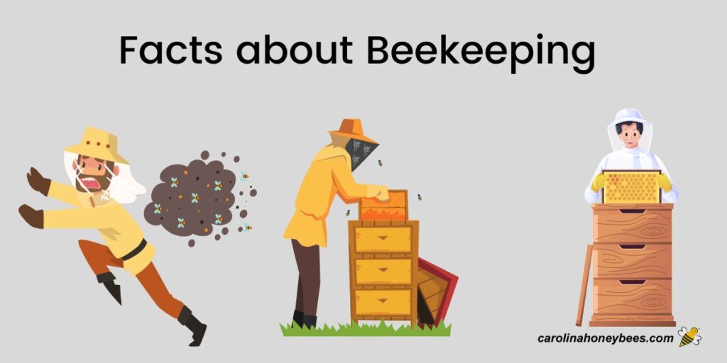 Bee Facts Uncovered: Unraveling Nature's Wonders- Carolina Honeybees