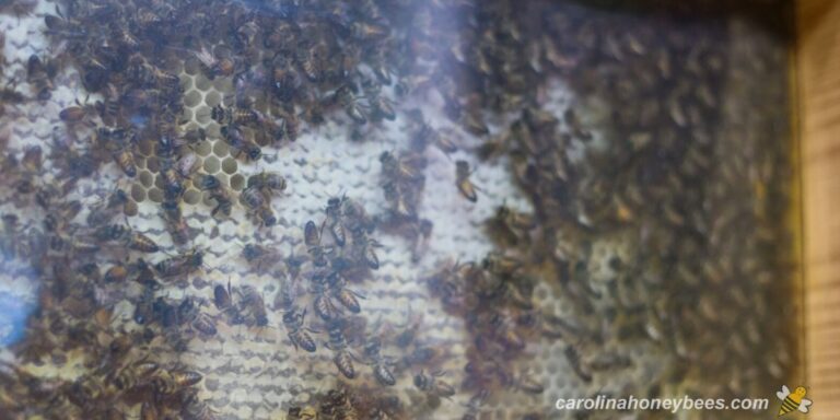 Honey Bee Observation Hives - Carolina Honeybees