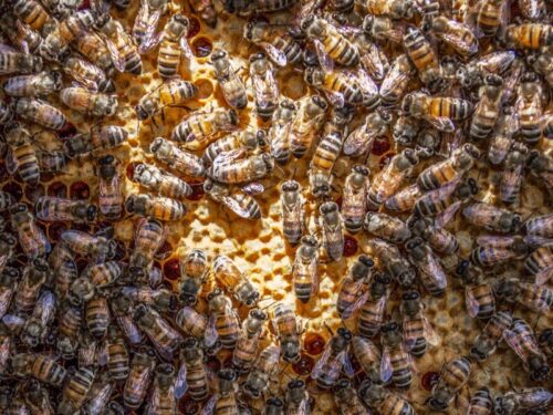 Honey Bee Observation Hives - Carolina Honeybees
